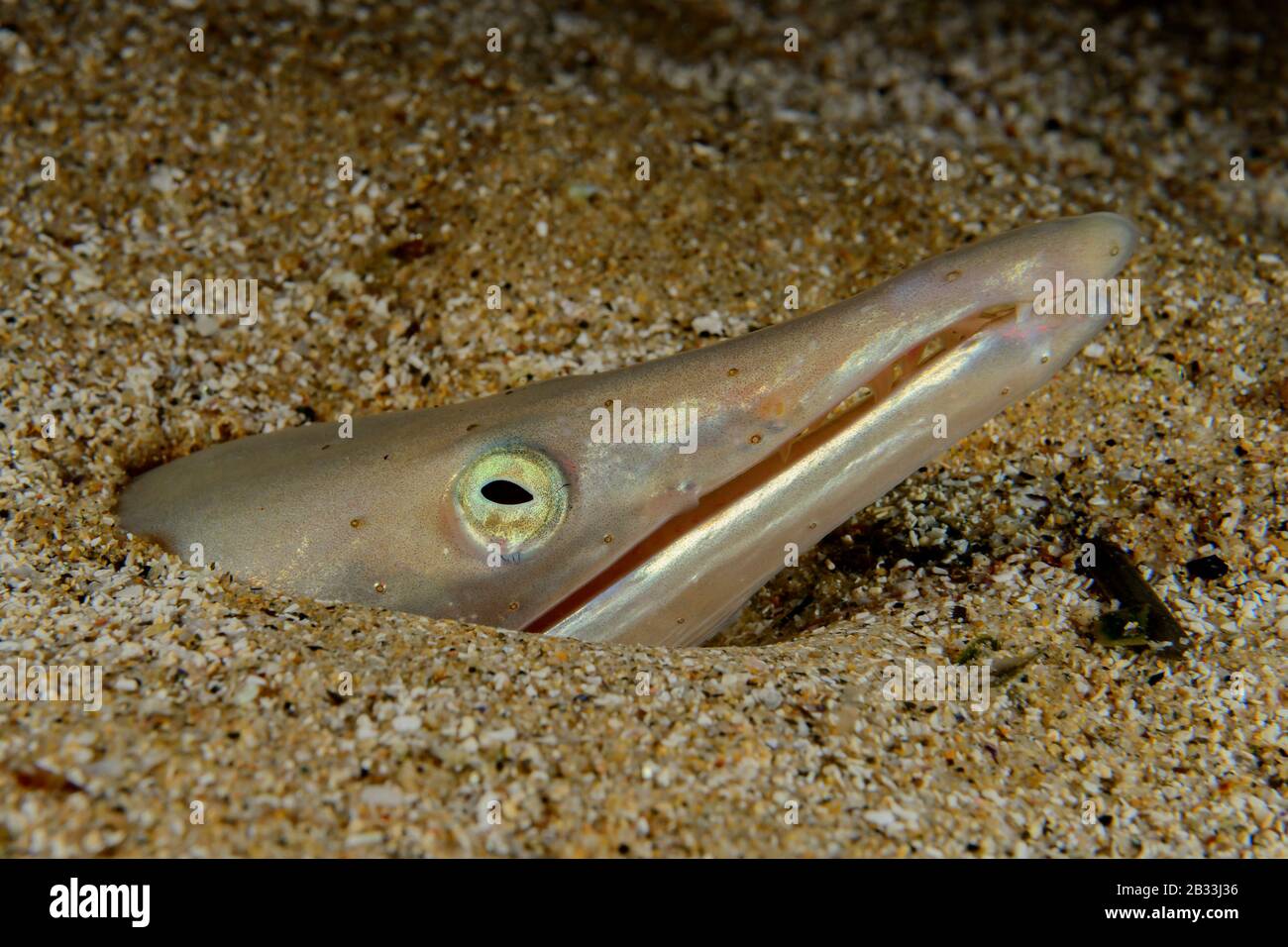 Ophisurus hi-res stock photography and images - Alamy