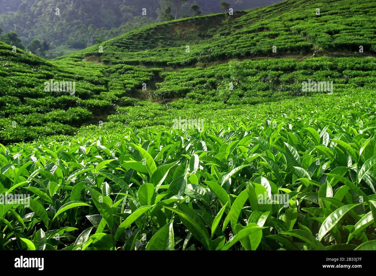 Tea plantation hi-res stock photography and images - Alamy