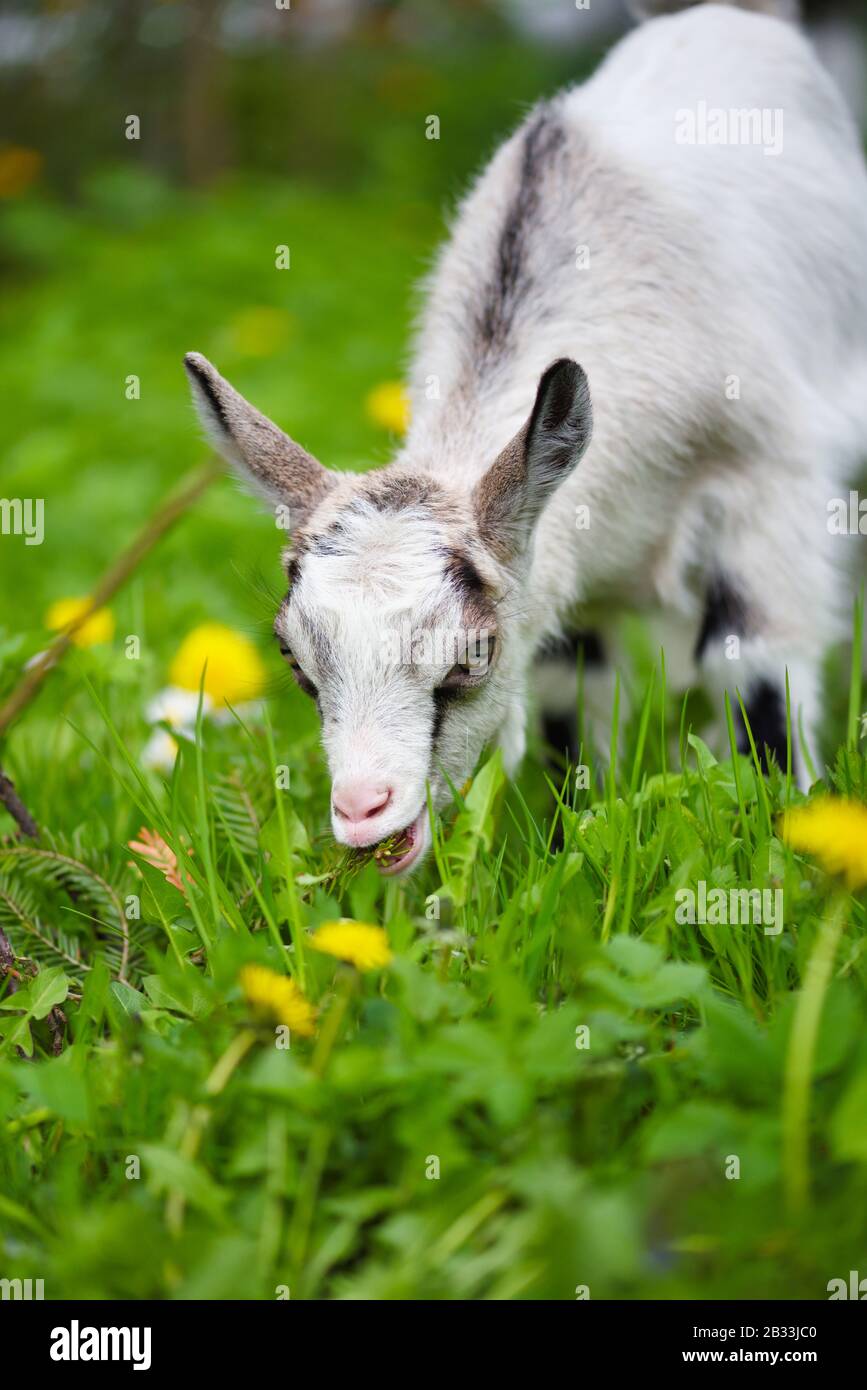 Little goat hi-res stock photography and images - Alamy