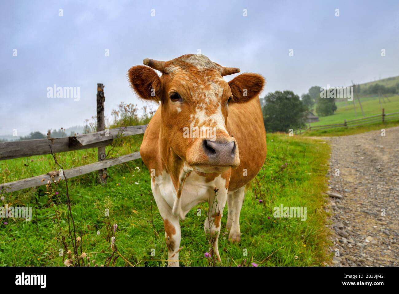 Red and white cow at an alpine hi-res stock photography and images - Alamy
