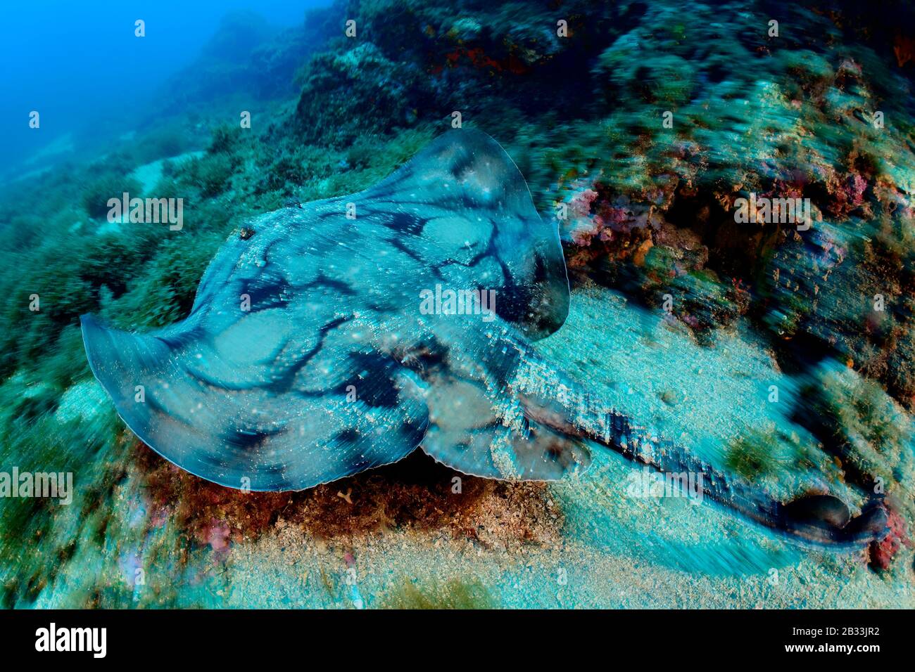 Undulate painted ray, Raja undulata, Tamariu, Costa Brava, Spain ...