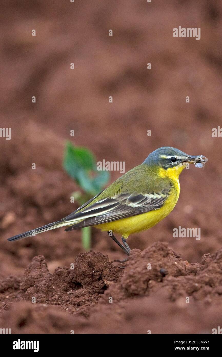 Blue-headed Western Yellow Wagtail (Motacilla flava Stock Photo - Alamy