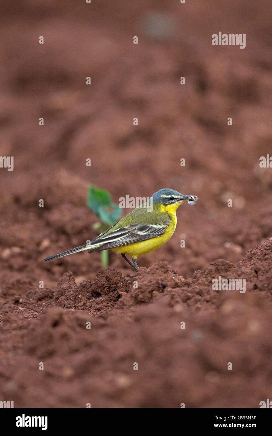 Yellow wagtails hi-res stock photography and images - Alamy
