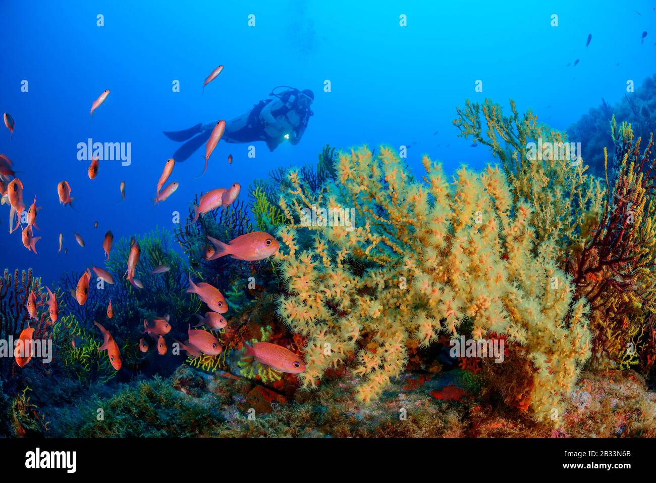Blackcoral hi-res stock photography and images - Alamy