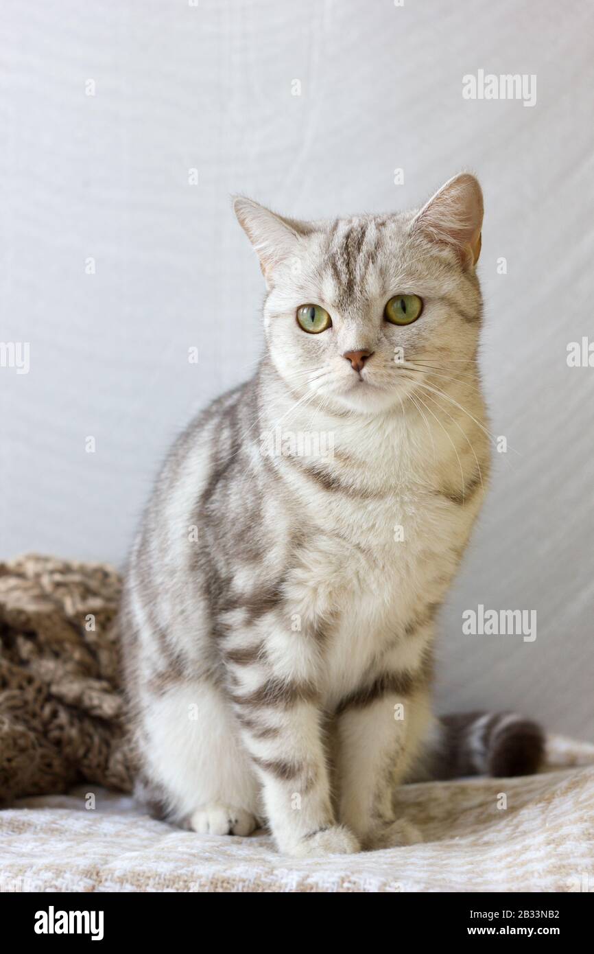 Portrait of britain cat over white background Stock Photo - Alamy
