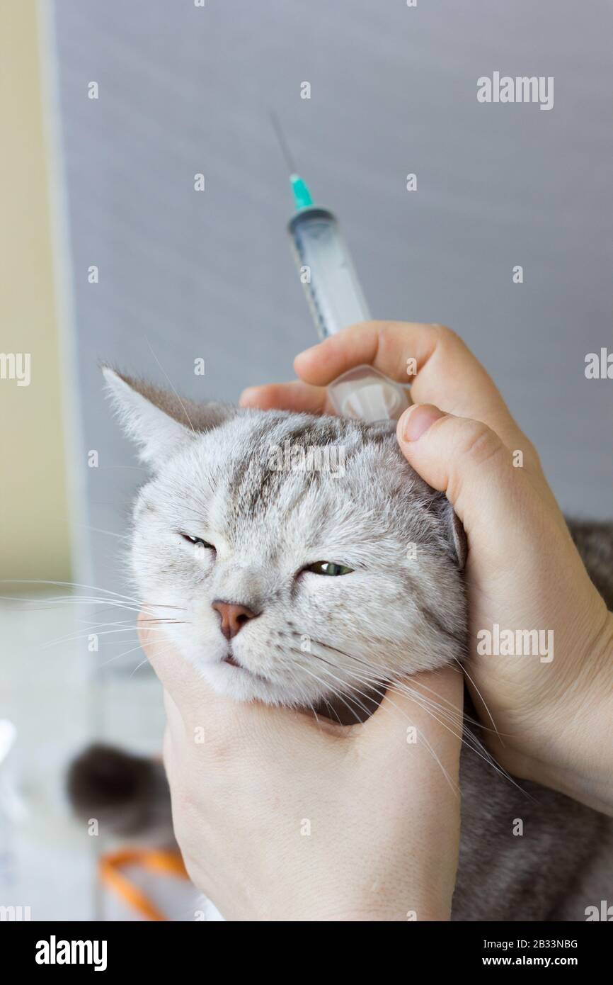 Cat in veterinary clinic. Cat and syringe Stock Photo - Alamy