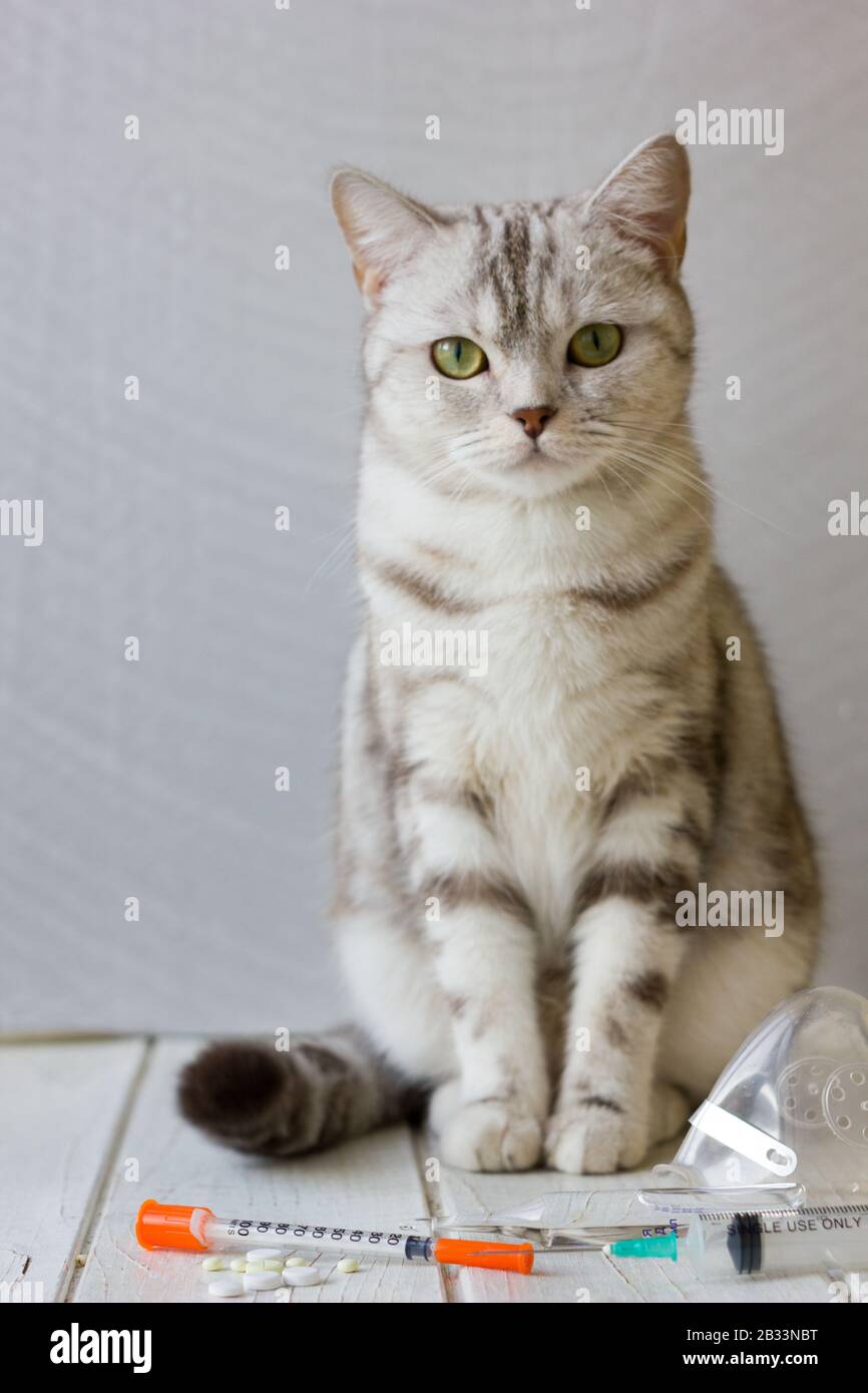 Veterinary clinic and cat with syringe Stock Photo - Alamy