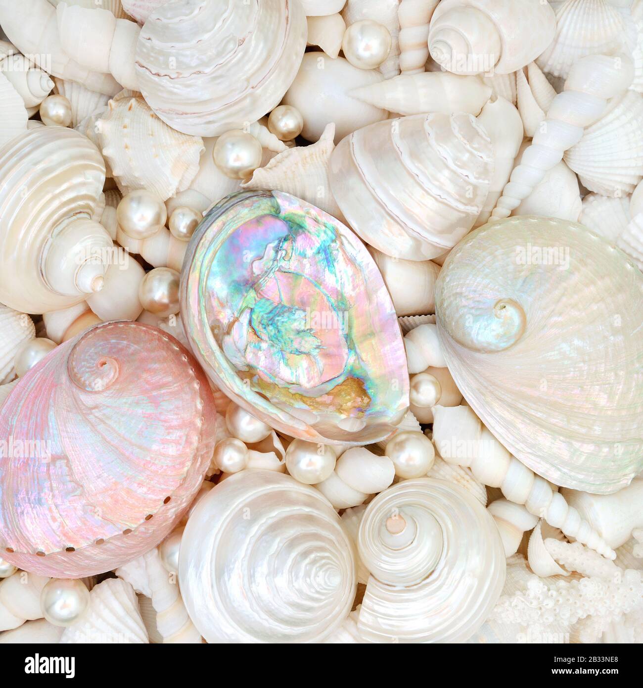 Mother Of Pearl Shell