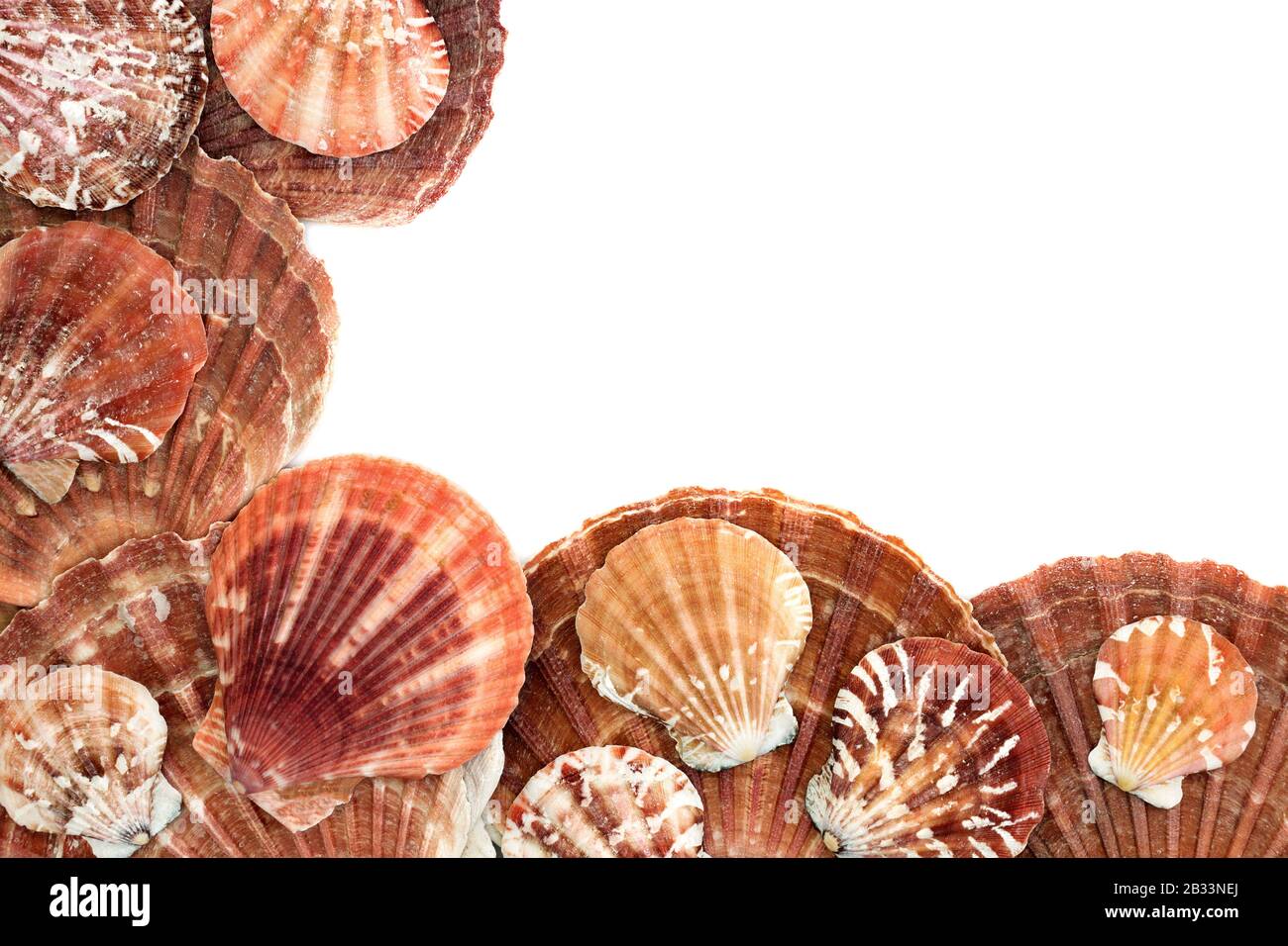 Scallop seashells forming an abstract background on white with copy ...