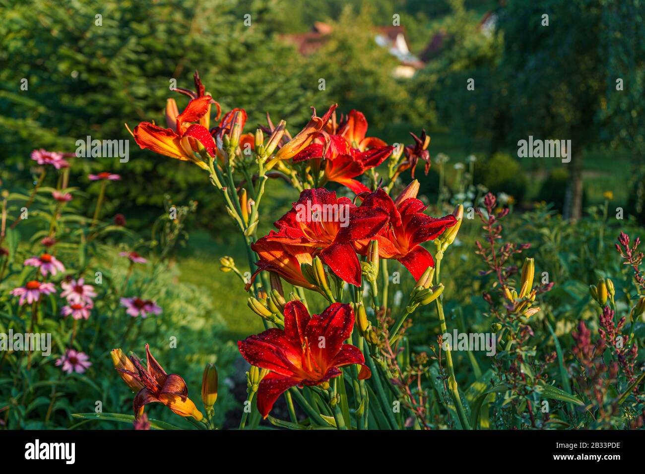 Beautiful lilly hi-res stock photography and images - Alamy