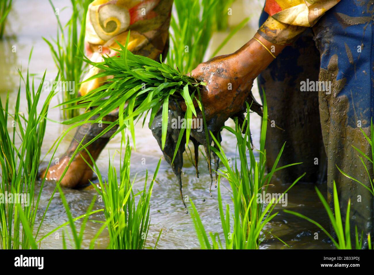 Rice worker planting rice in rice field Stock Photo - Alamy