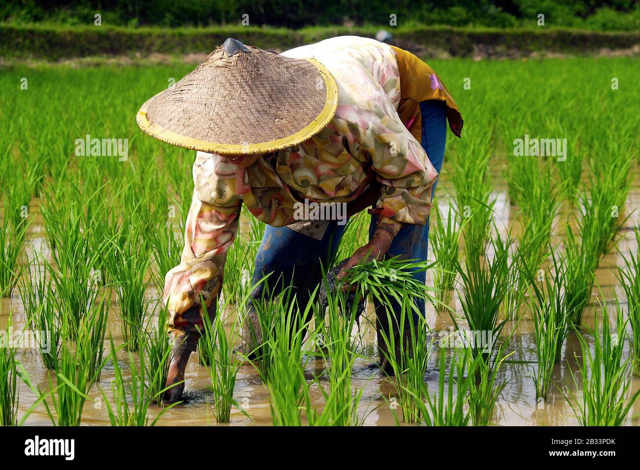 Laos rice harvest worker hi-res stock photography and images - Alamy