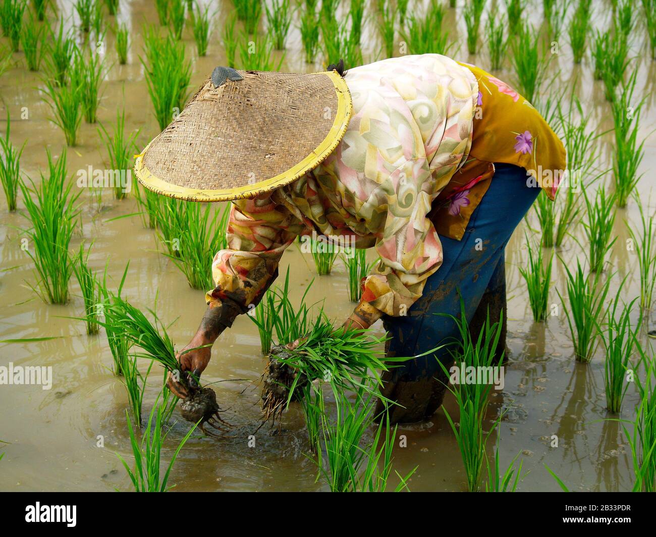 Rice worker planting rice in rice field Stock Photo - Alamy
