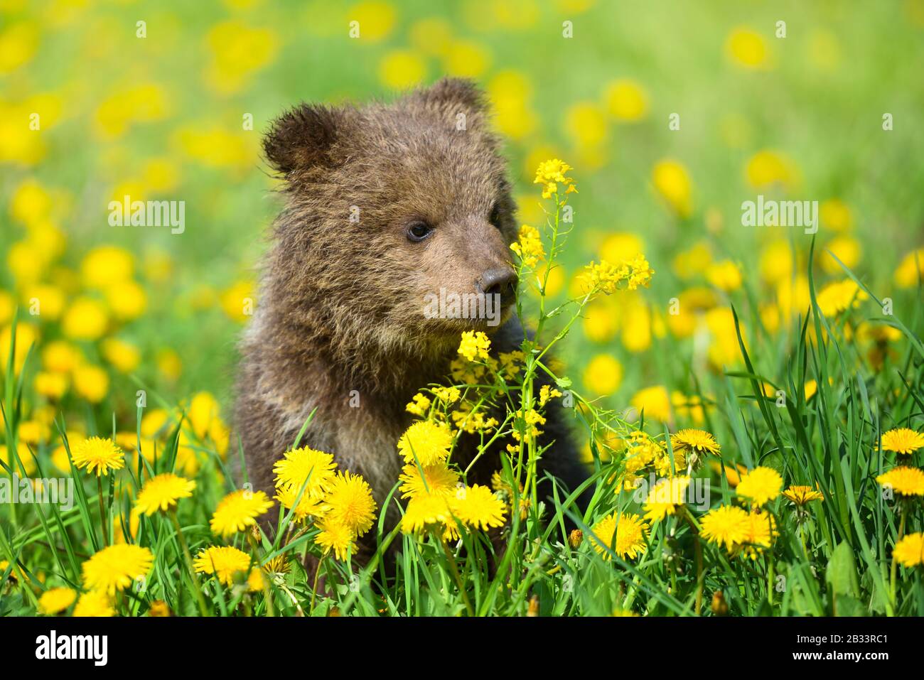 Cute little brown bear cub playing on a lawn among dandelions Stock ...