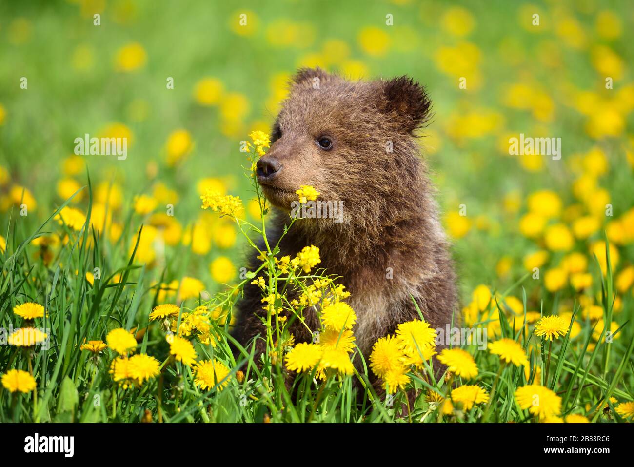 Cute little brown bear cub playing on a lawn among dandelions Stock ...