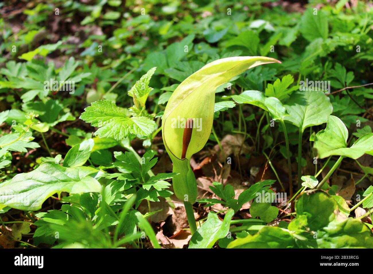 The picture shows common arum in the forest Stock Photo - Alamy