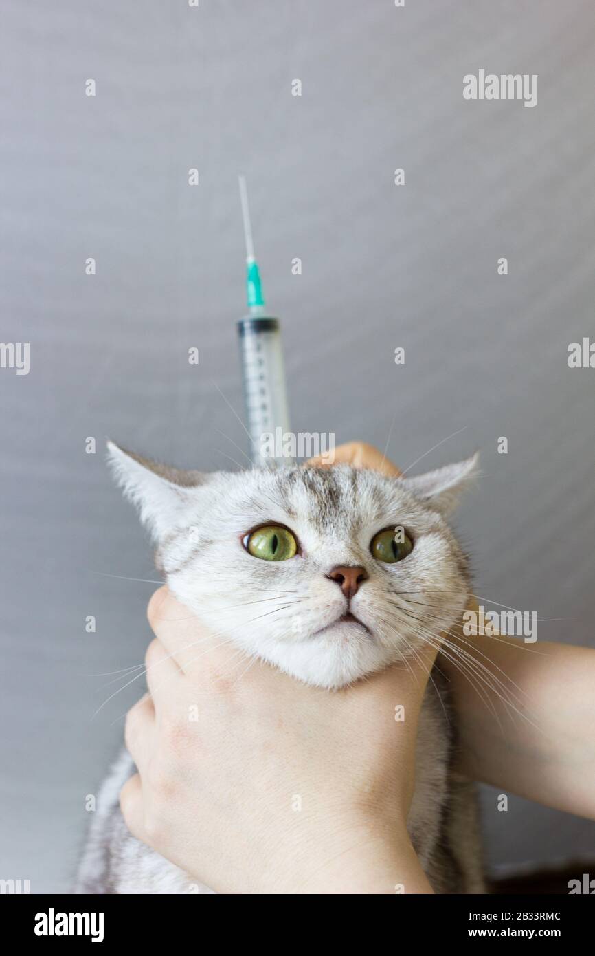 Cat in veterinary clinic. Cat and syringe Stock Photo - Alamy