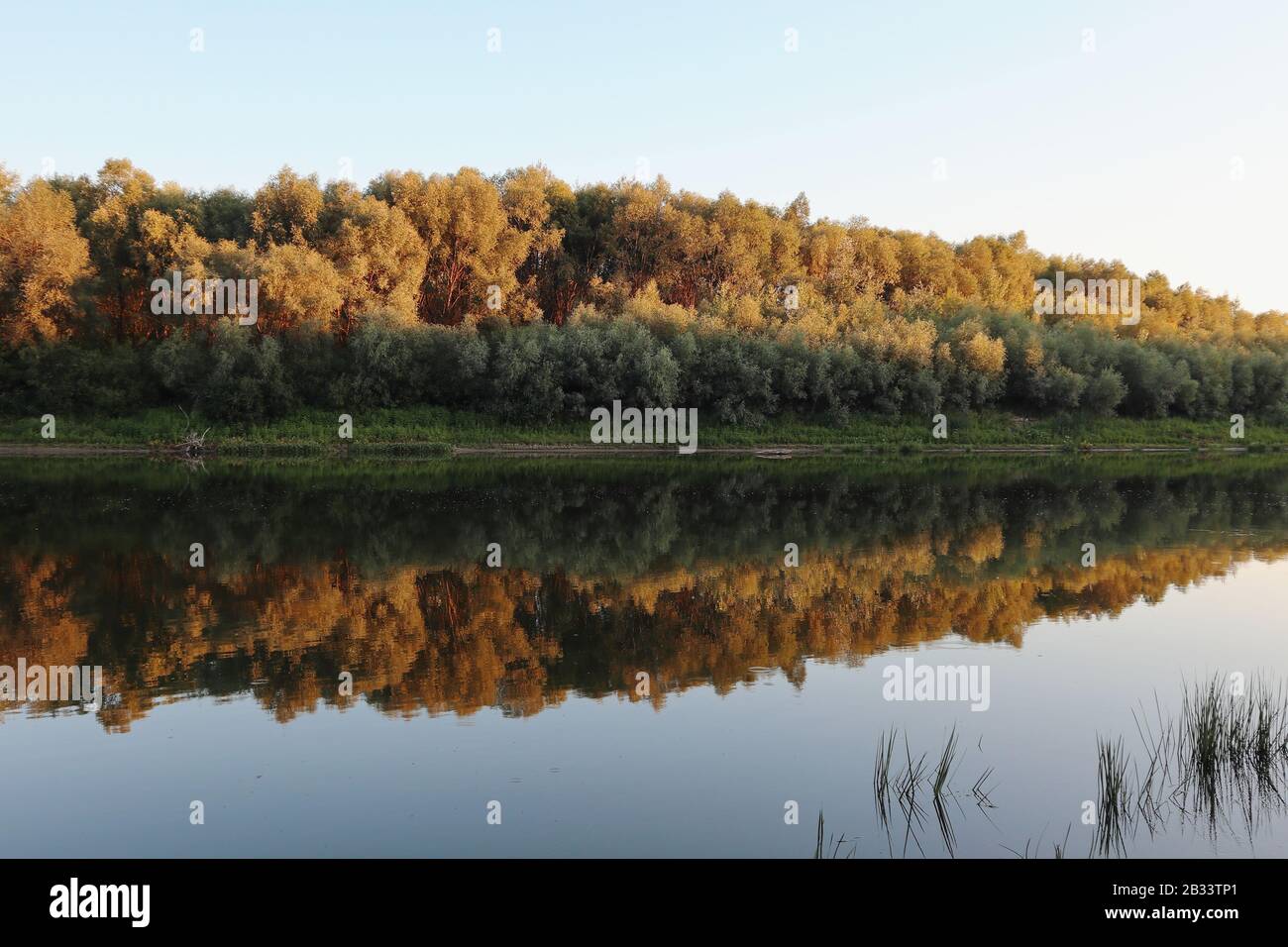 Sunset colors trees reflection in mirror water river. Magic background ...