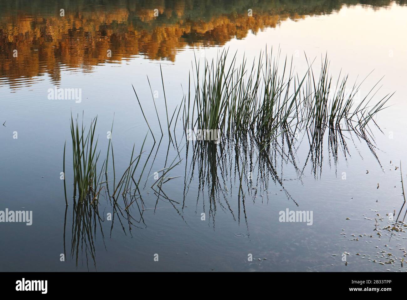 Glass river surface water plant grass reflection. Blue sky and water ...