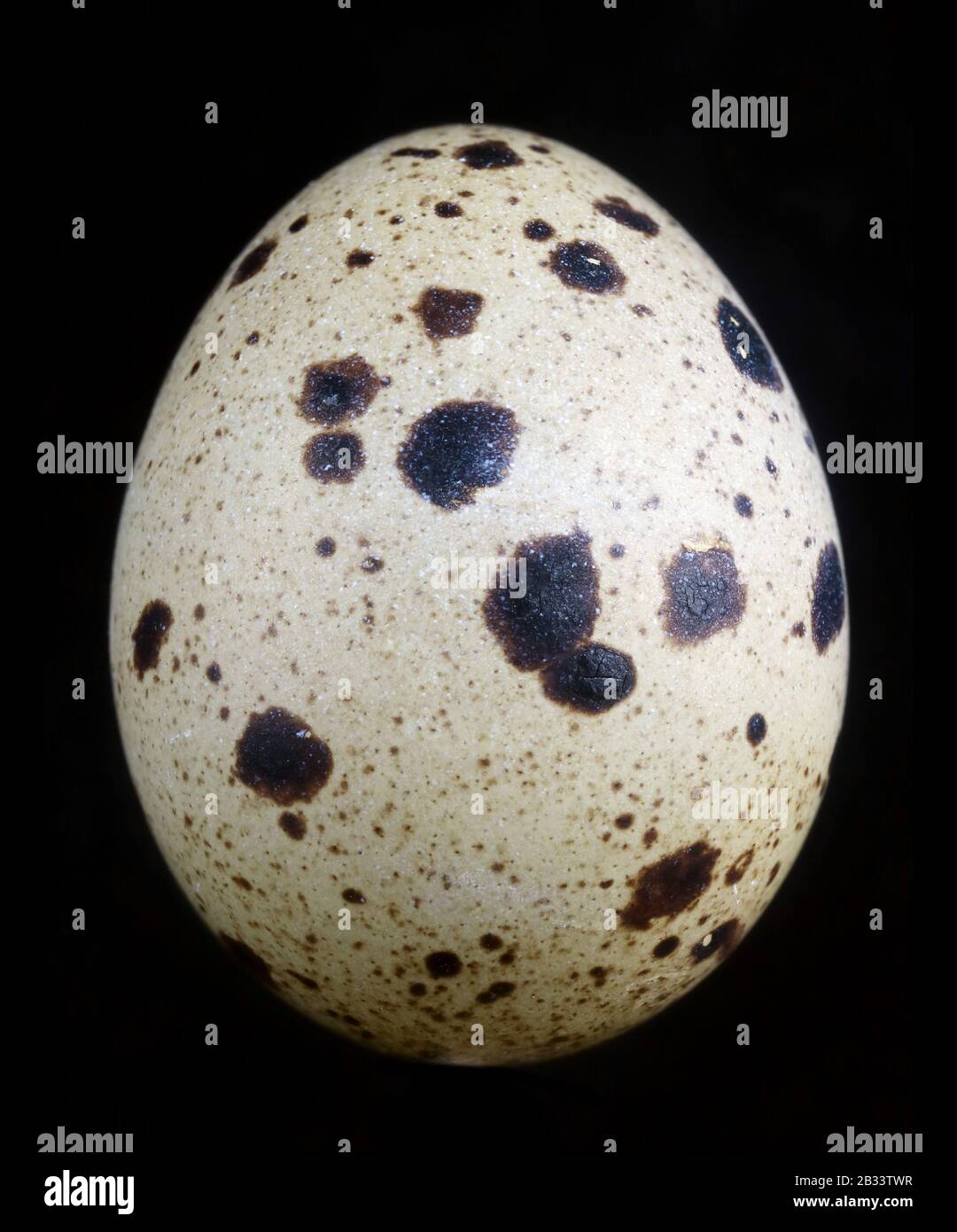 Dead bird egg hi-res stock photography and images - Alamy