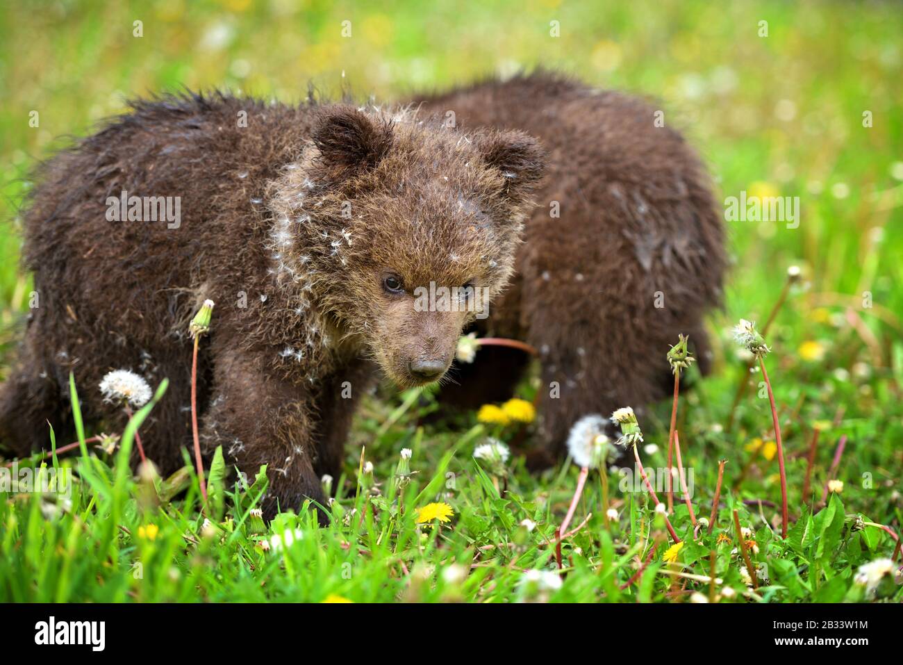 Two little brown bear cub on the green grass Stock Photo - Alamy