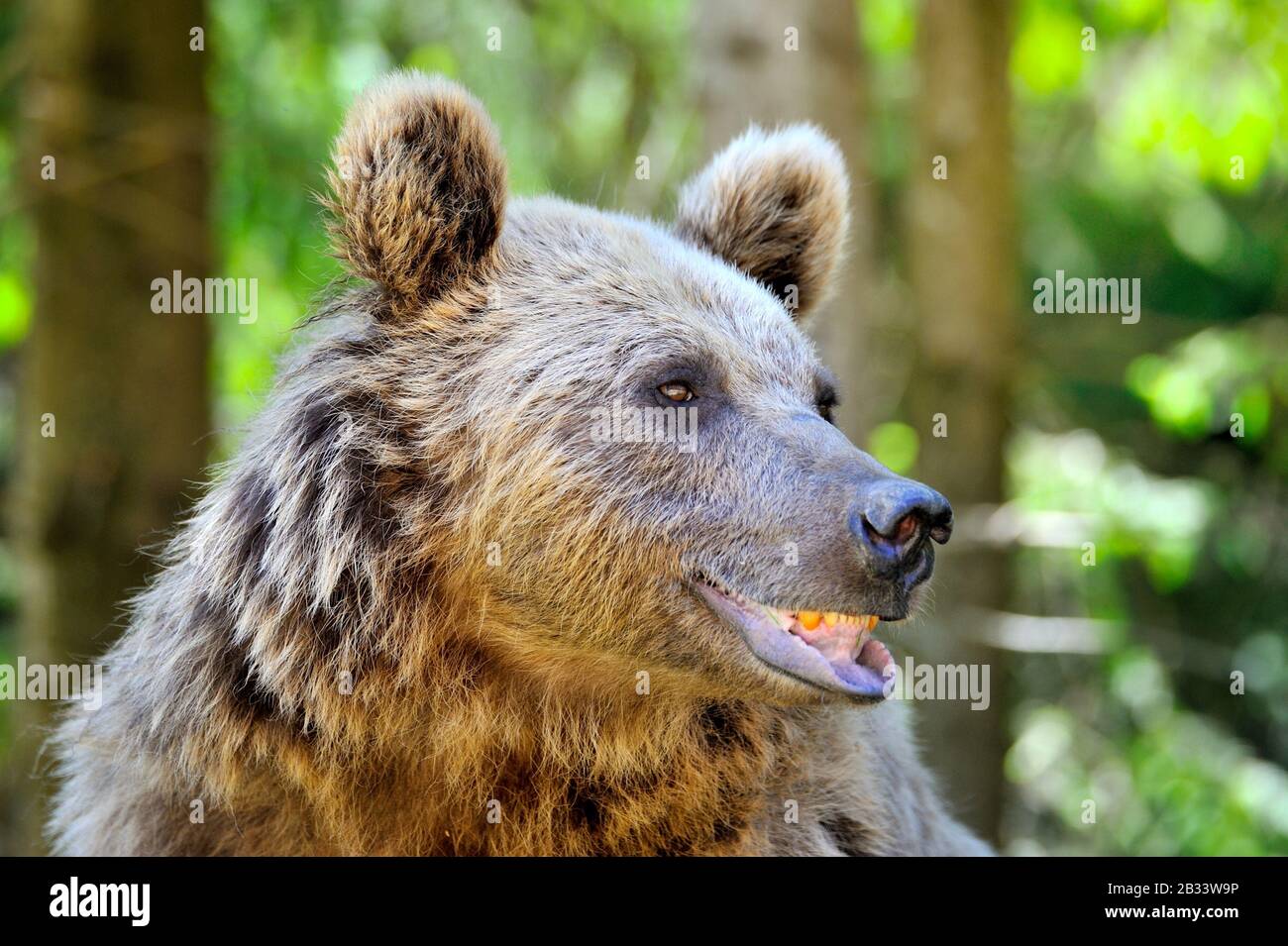 Brown bear portrait. Side view of bear face Stock Photo - Alamy