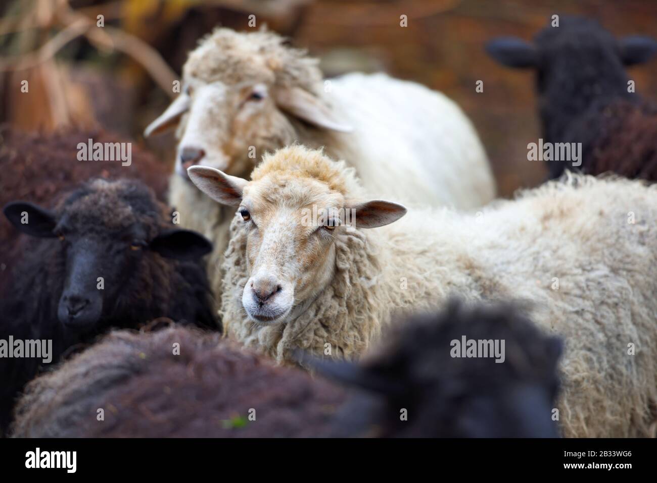 Family sheep in the farm. Breeding animals Stock Photo - Alamy