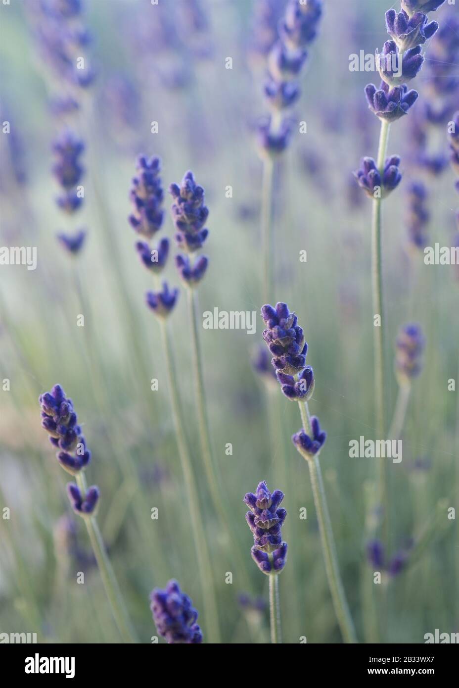 Lavender mist hi-res stock photography and images - Alamy