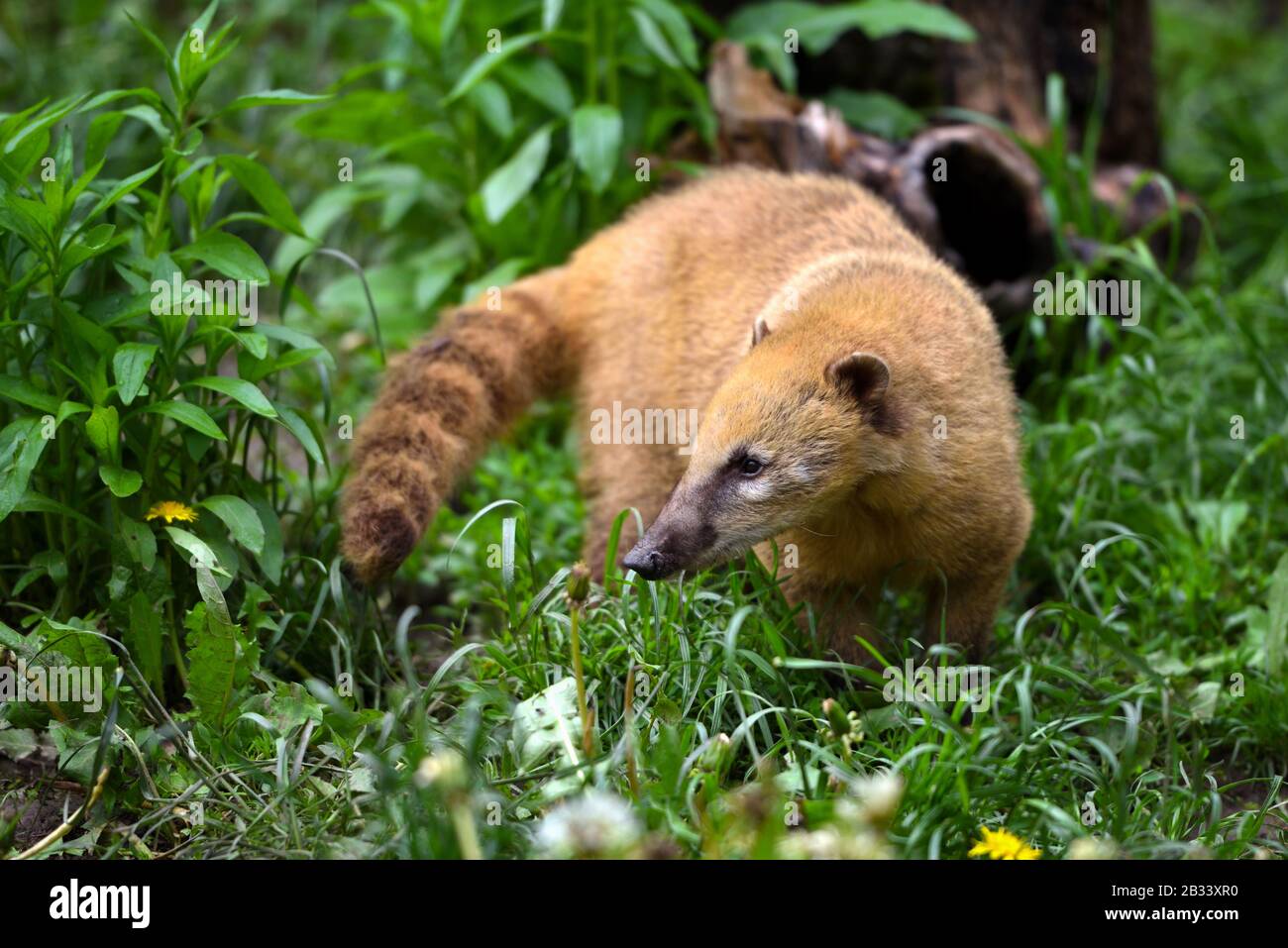 Cute coati (Nasua), wild animal looking like raccoon Stock Photo - Alamy