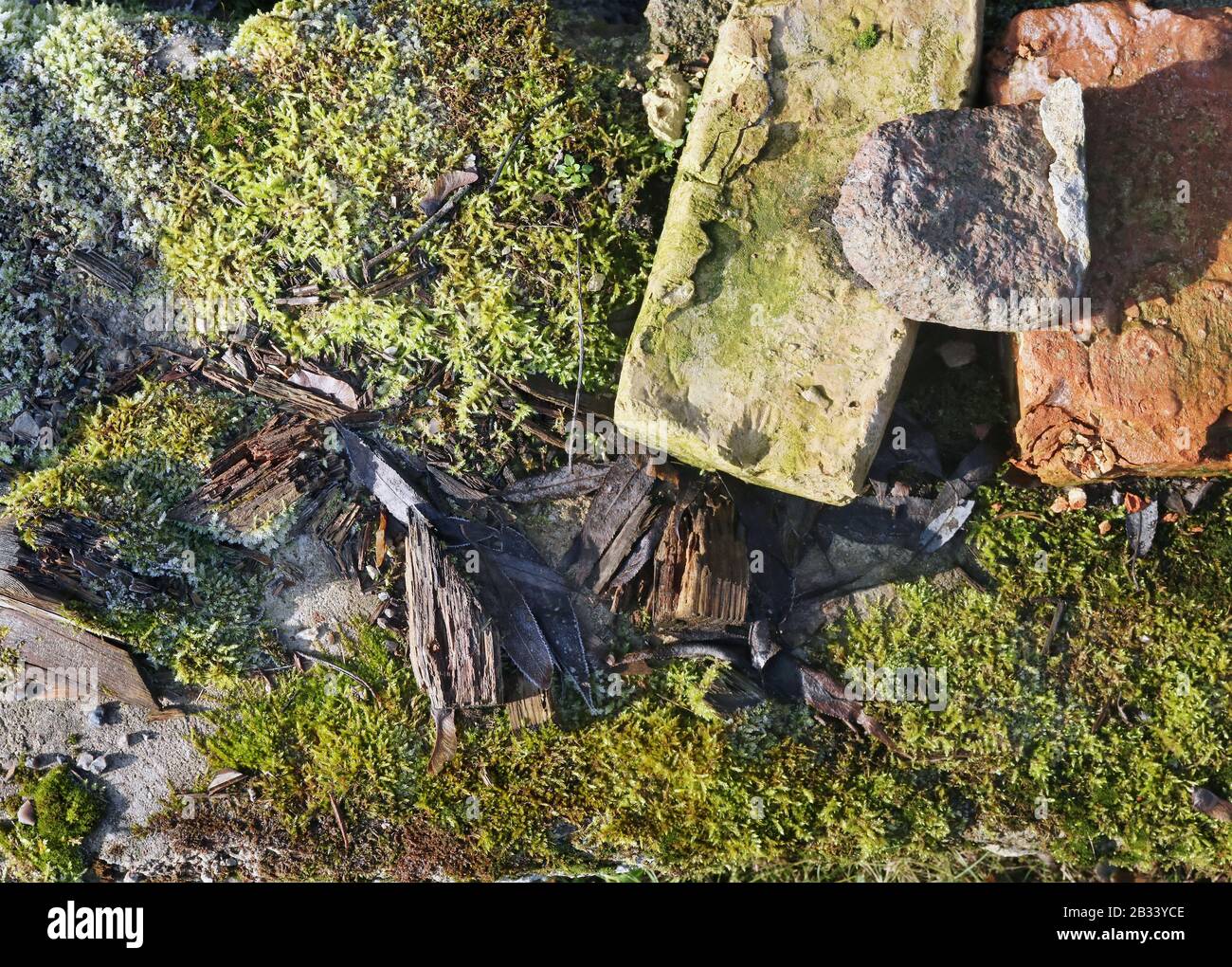 Forest still life with moss, rotten tree and old bricks. Natural colors ...