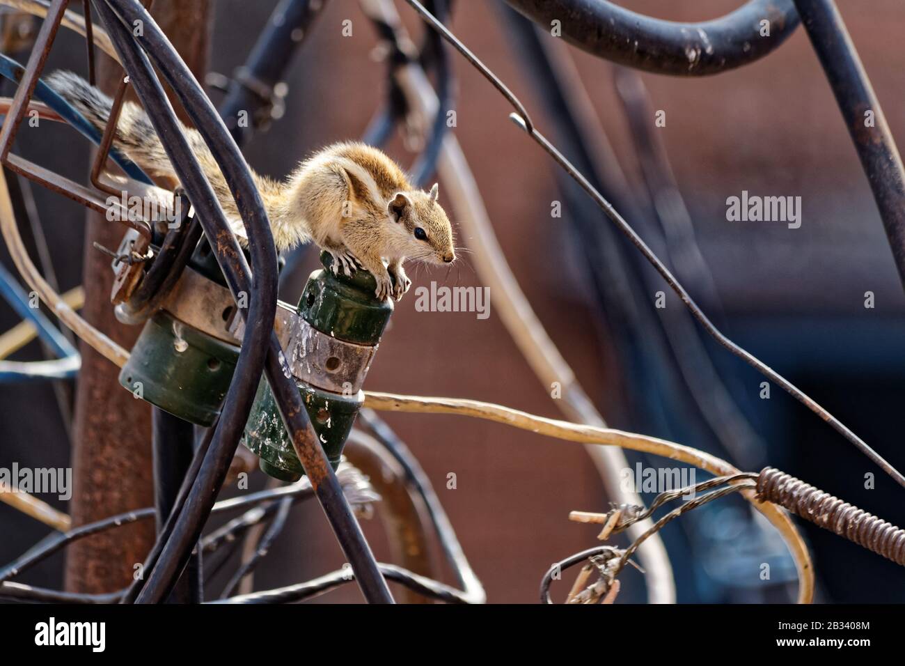 Electric squirrel hi-res stock photography and images - Alamy