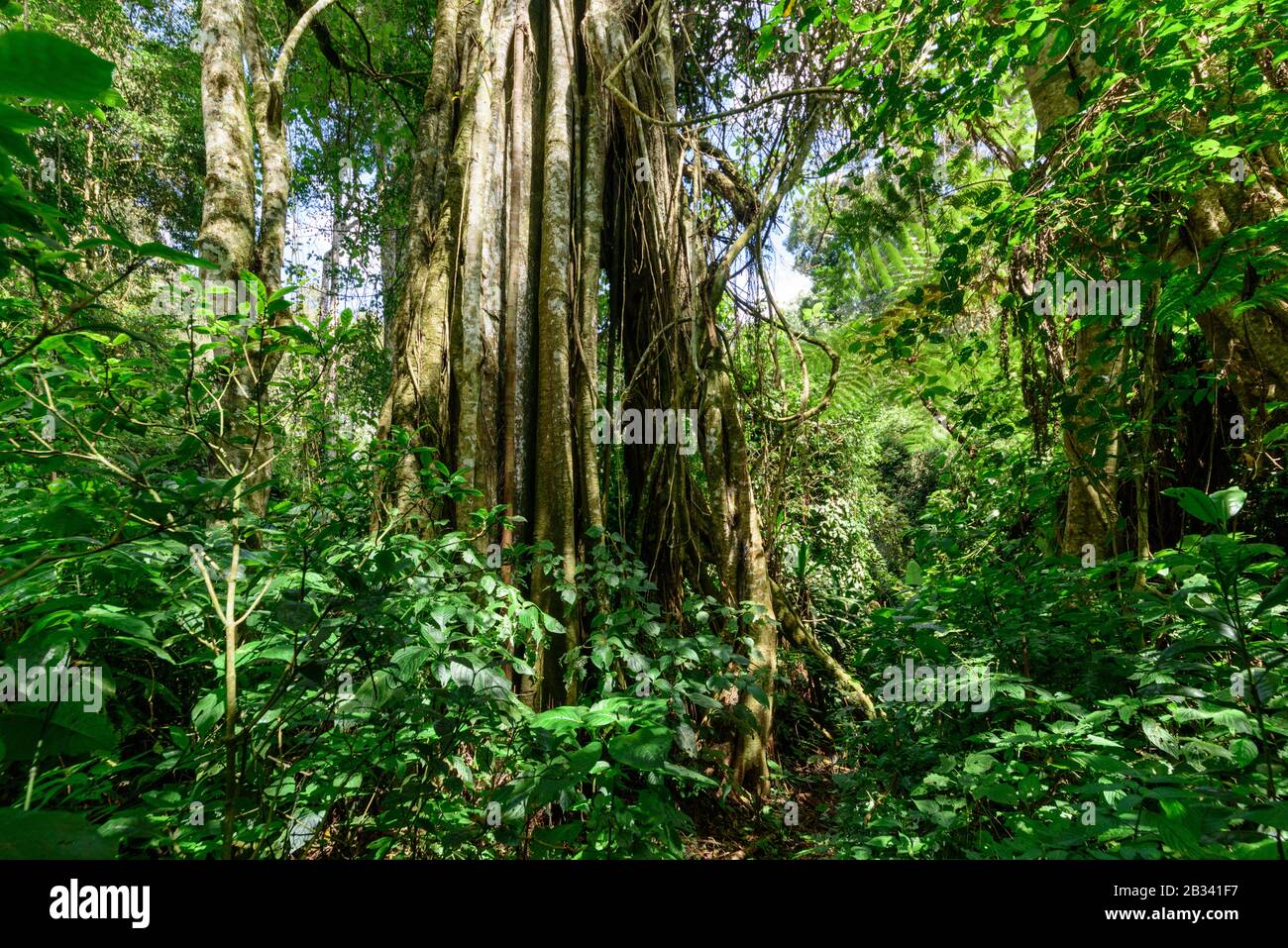 The primary rainforest in the Usambara Mountains Stock Photo - Alamy