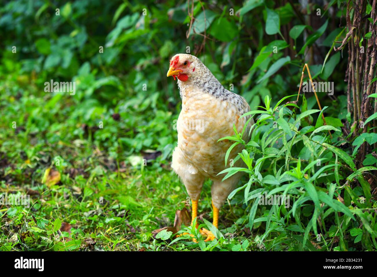 Hen in field organic farm. Free range chicken on a farm yard Stock ...