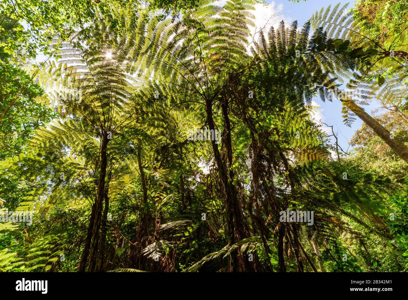 The primary rainforest in the Usambara Mountains Stock Photo - Alamy