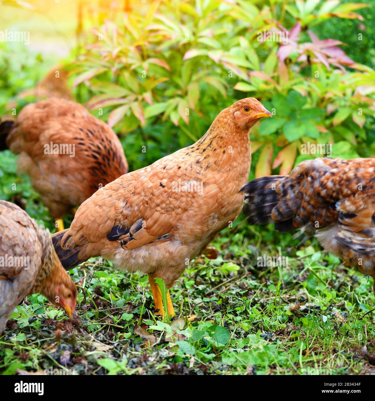 Hens in field organic farm. Free range chickens on a lawn Stock Photo ...
