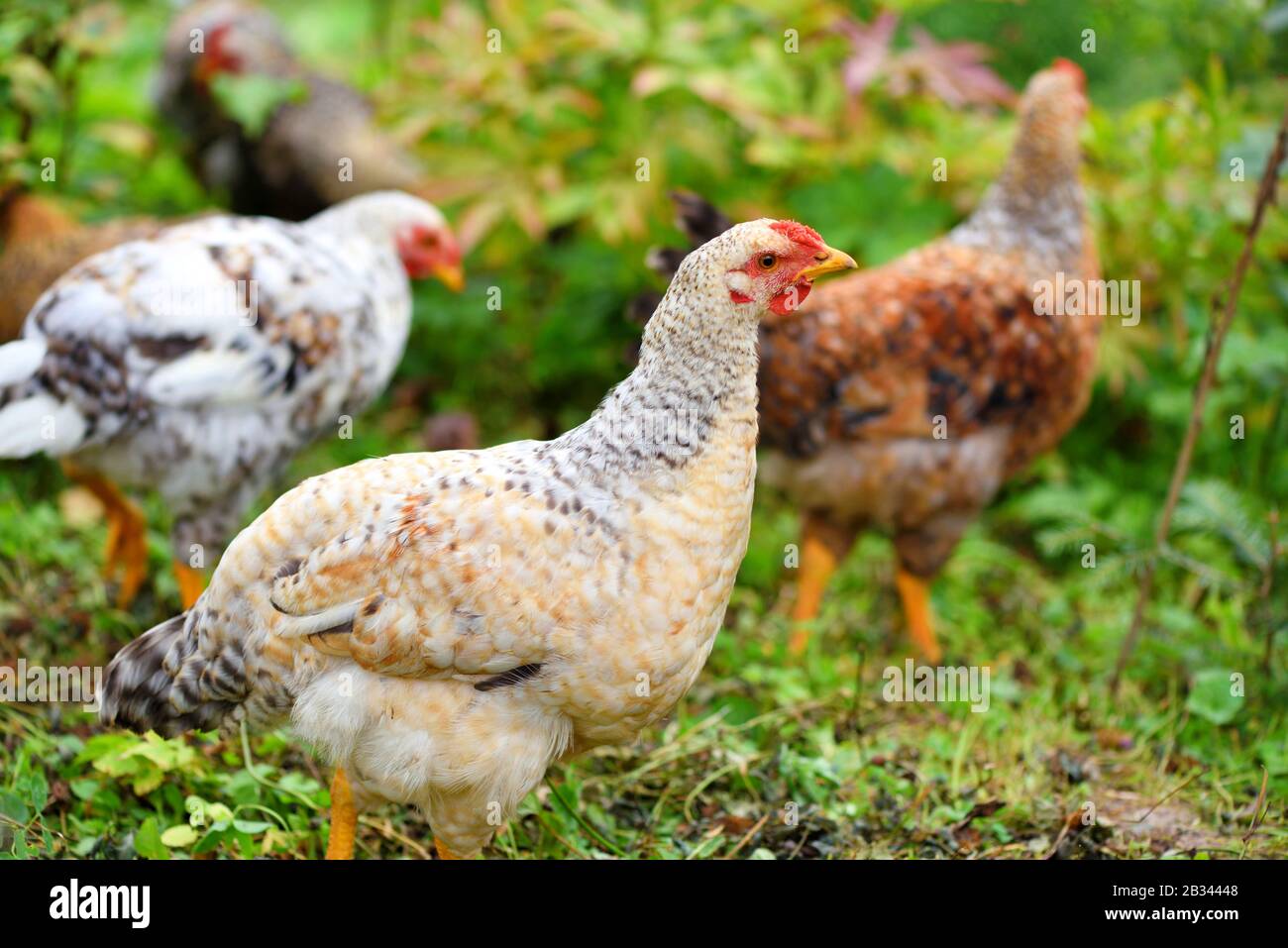 Hens in field organic farm. Free range chickens on a lawn Stock Photo ...