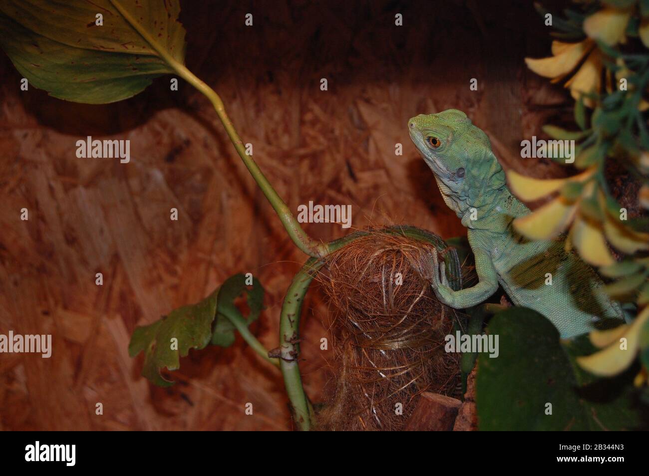 Lizard at the reptiles exhibition Stock Photo - Alamy