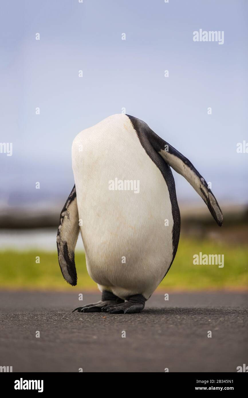 A lost King Penguin who swam from Antarctica to Cape Town, South Africa ...