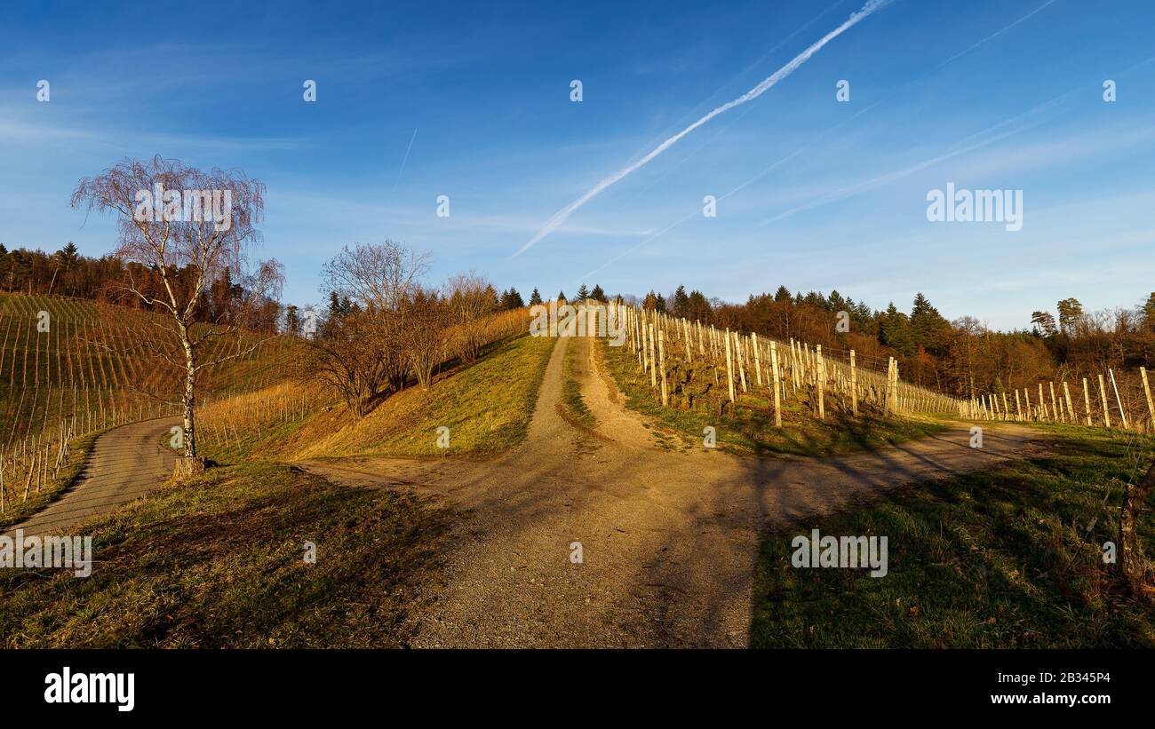 The Stauffenberg castle in Durbach in the black forest area in germany ...