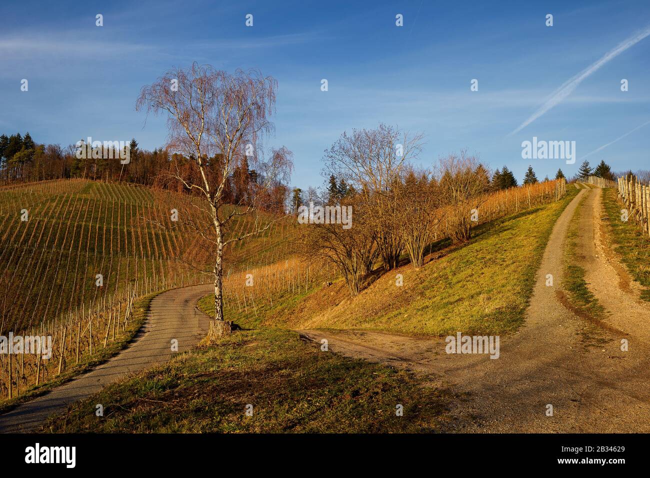 The Stauffenberg castle in Durbach in the black forest area in germany ...