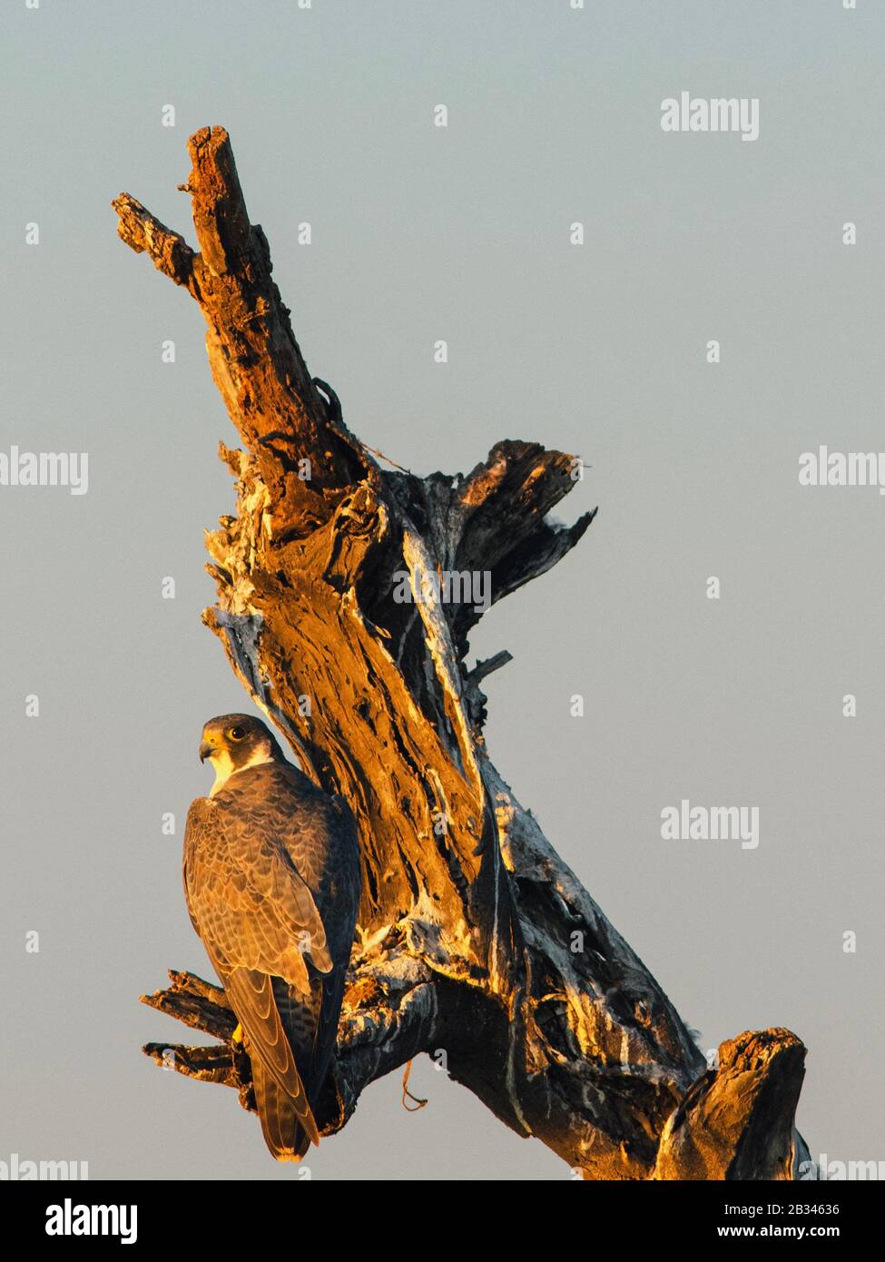 Asian Falcon High Resolution Stock Photography and Images - Alamy