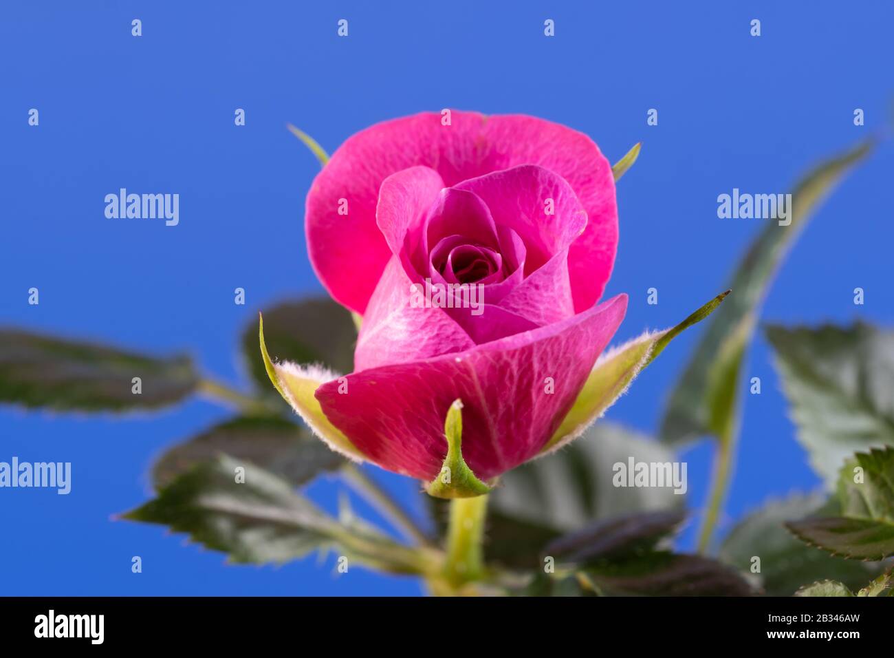 flower of pink roses on blue background Stock Photo - Alamy