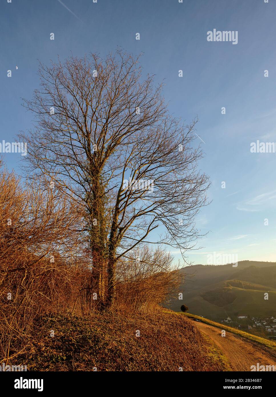 The Stauffenberg castle in Durbach in the black forest area in germany ...