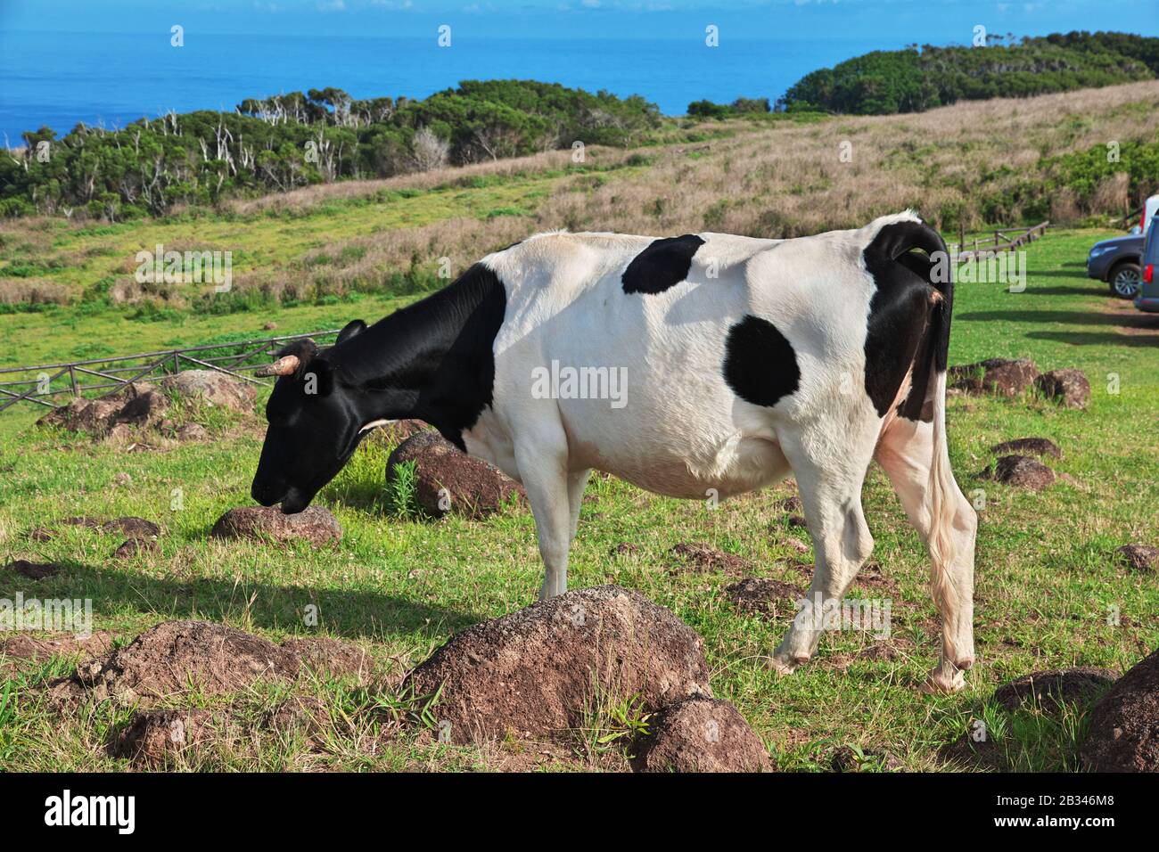 Rapa Nui. The cow in Rano Kau volcano, Rapa Nui, Easter Island, Chile ...