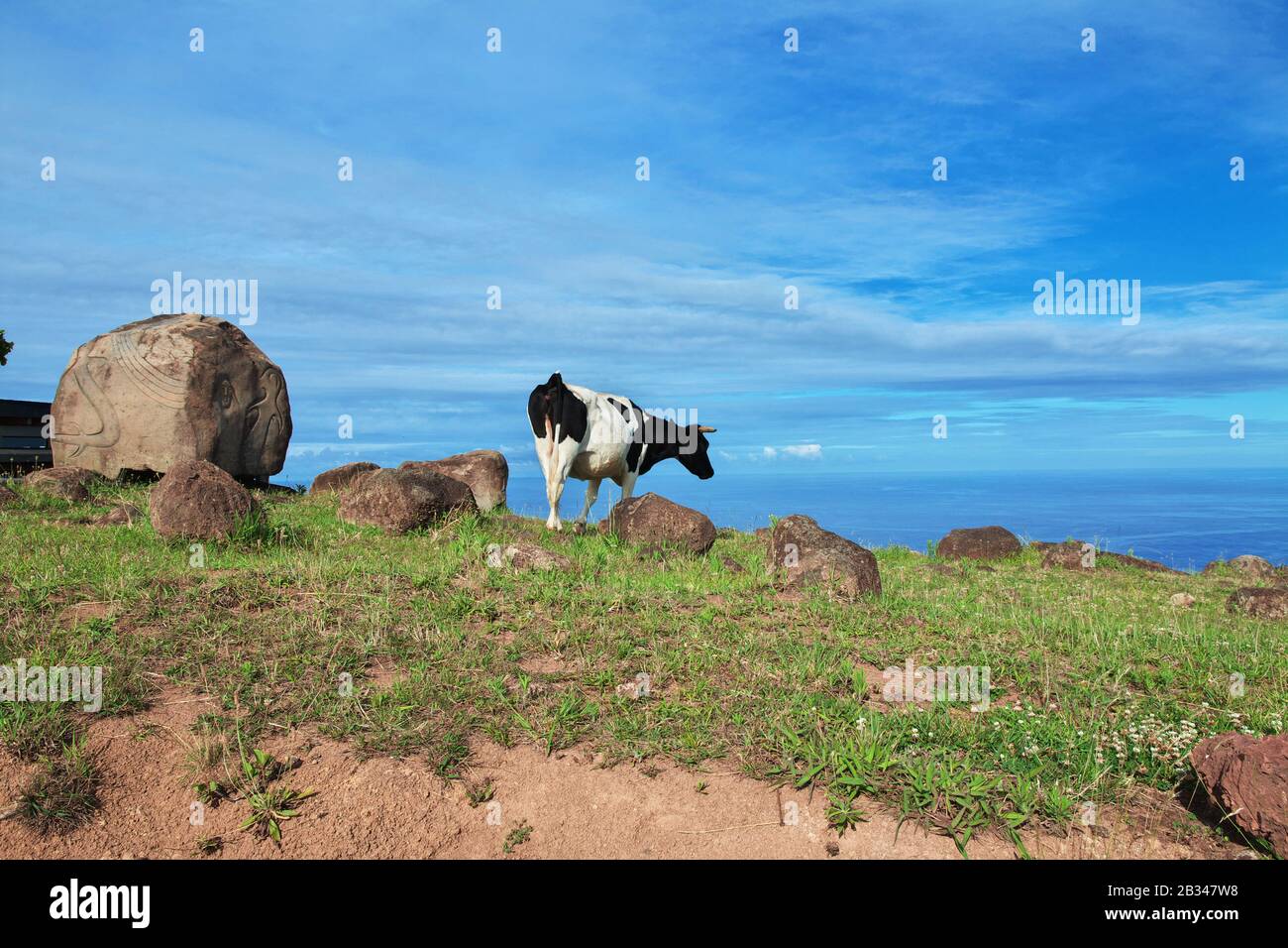 Rapa Nui. The cow in Rano Kau volcano, Rapa Nui, Easter Island, Chile ...