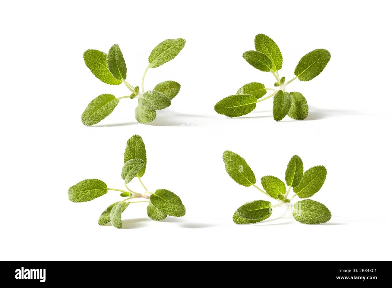Square plant pattern from branches of green salvia plants Stock Photo ...