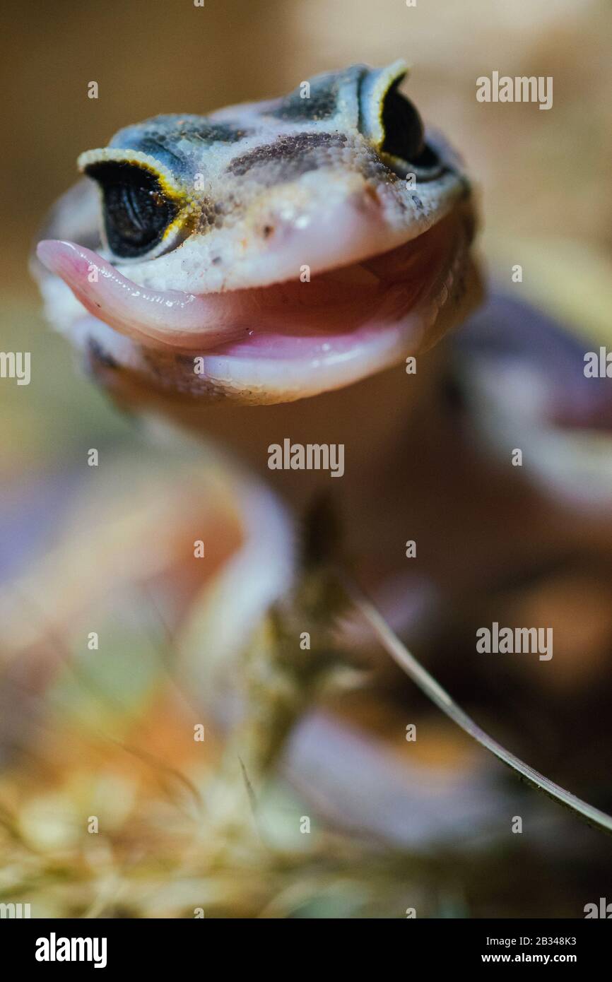 Gecko family hi-res stock photography and images - Alamy