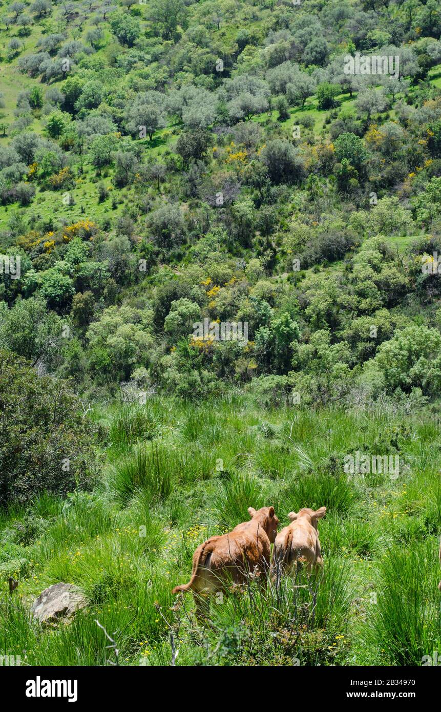 Young calves grazing in hi-res stock photography and images - Alamy