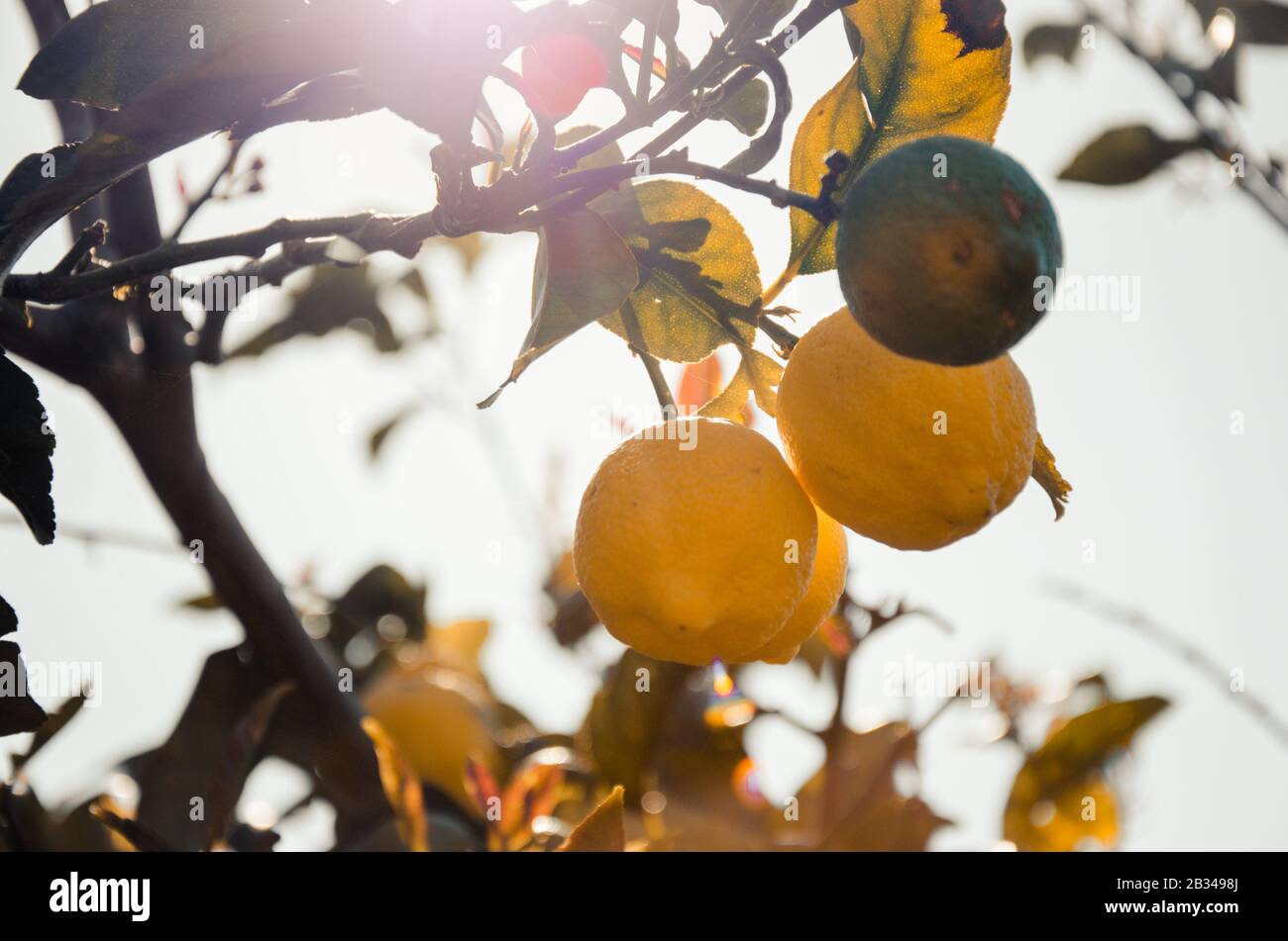 Lemon tree close up with flare Stock Photo - Alamy