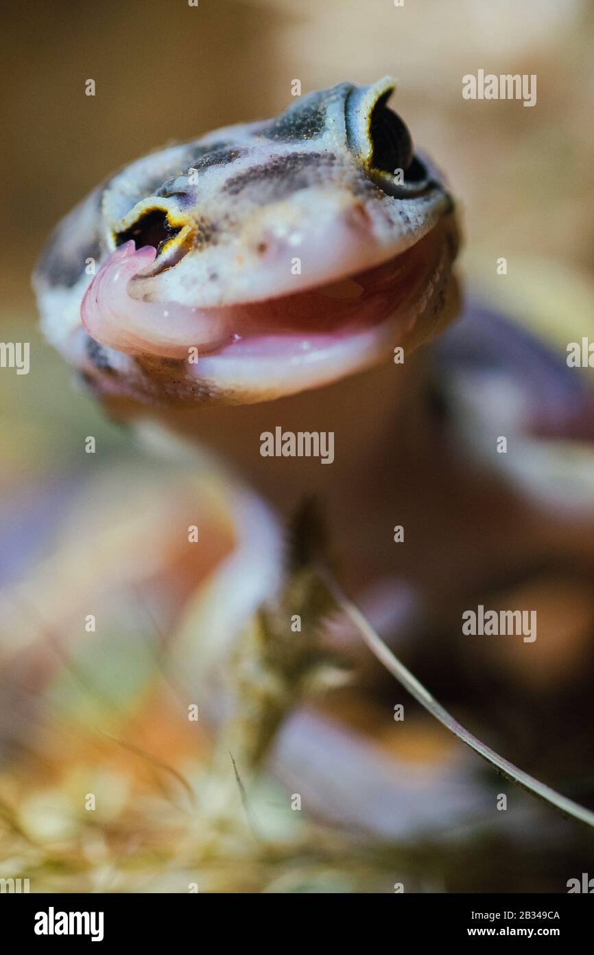 Gecko family hi-res stock photography and images - Alamy